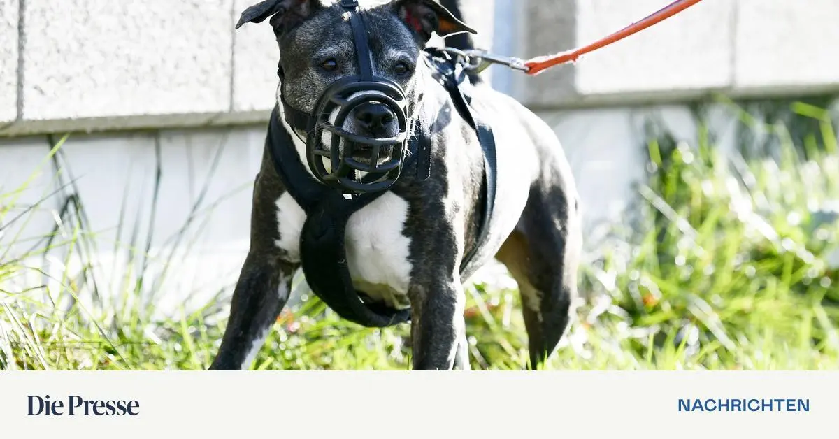 Expertin über Hunde-Attacke: „Man kann einen solchen Vorfall auch durch Gesetze schwer ...